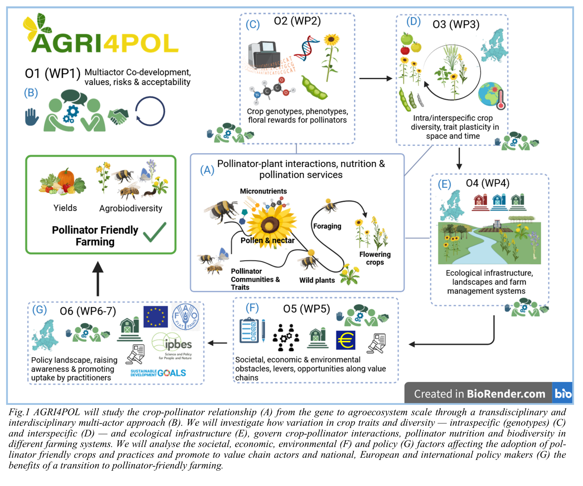 Project AGRI4POL: Pomoting sustainable agriculture for pollinators